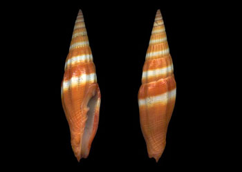 涡螺总科 Volutacea 蓝色动物学（中国动物学科普）